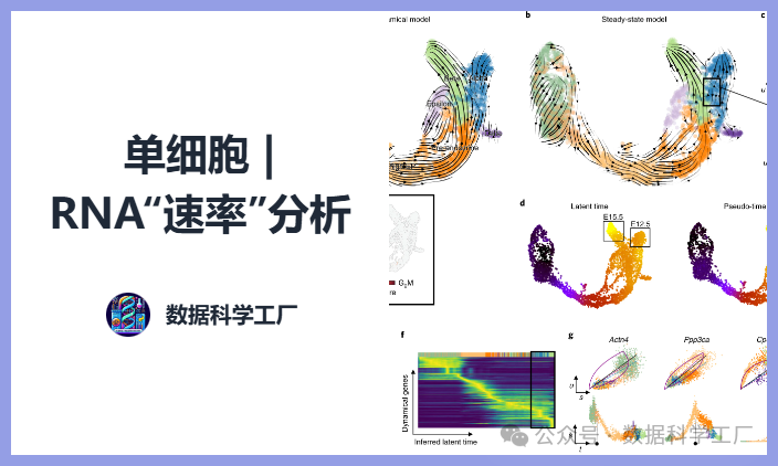 单细胞RNA速率分析: scVelo入门教程 - 知乎