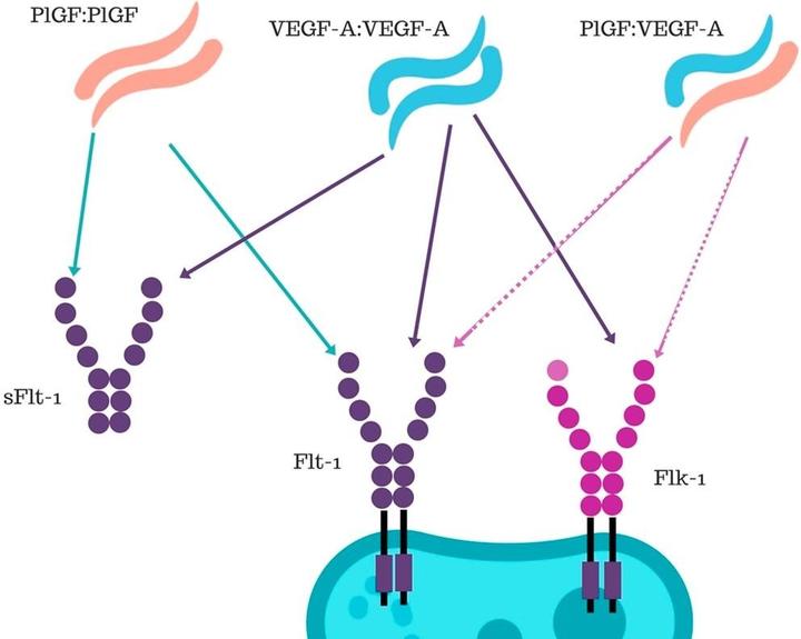 胎盘生长因子（PlGF） - 知乎