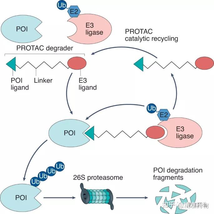 【Nature子刊】PROTAC淘金热的背后：缺陷和风险 - 知乎