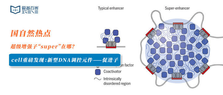 国自然热点|超级增强子“super”在哪？cell重磅发现：新型DNA调控元件——促进子 - 知乎
