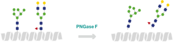 上新！蛋白快速去糖基化酶：Fast PNGase F Kit - 知乎
