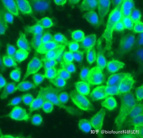常用的细胞膜探针（DiD,Dir,Dil,Dio） - 知乎