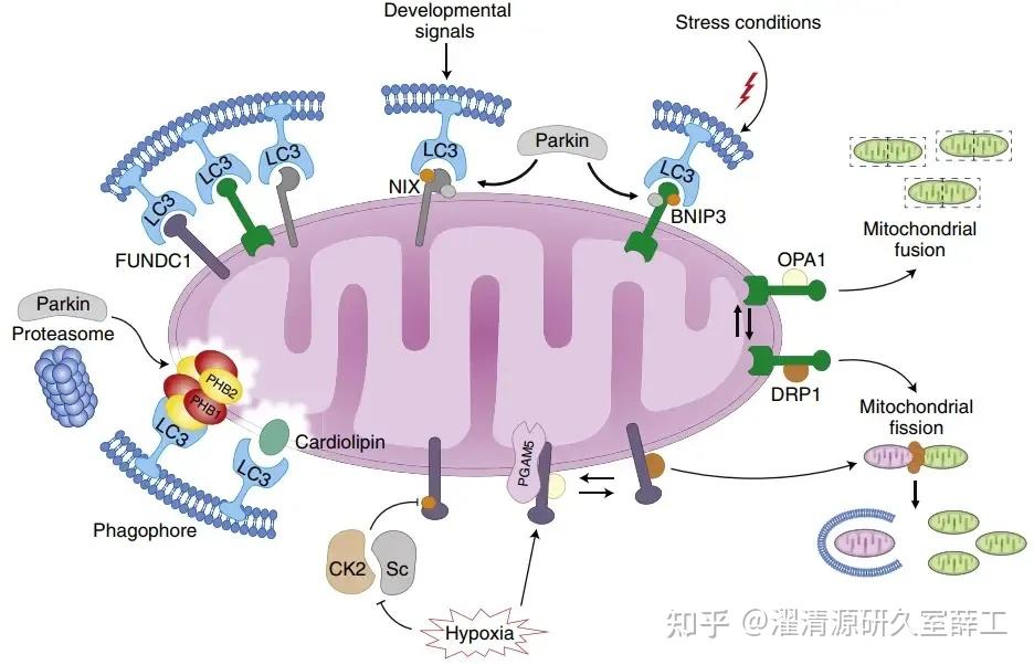 一文读懂线粒体自噬机制 - 知乎