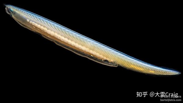 文昌鱼 - 知乎