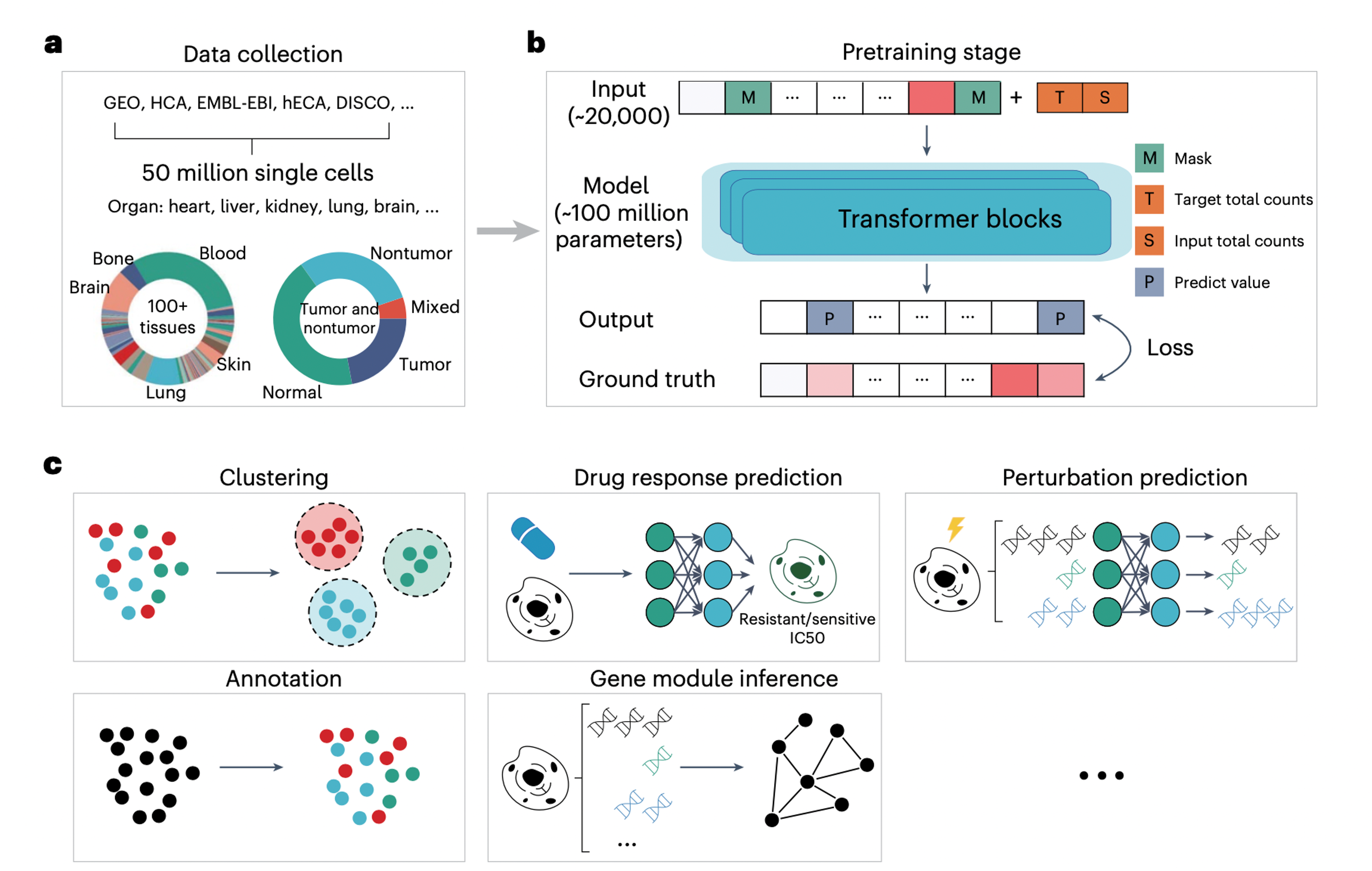 (八) scFoundation | Read-Depth-Aware 的 scRNA-seq 预训练基座模型 - 知乎