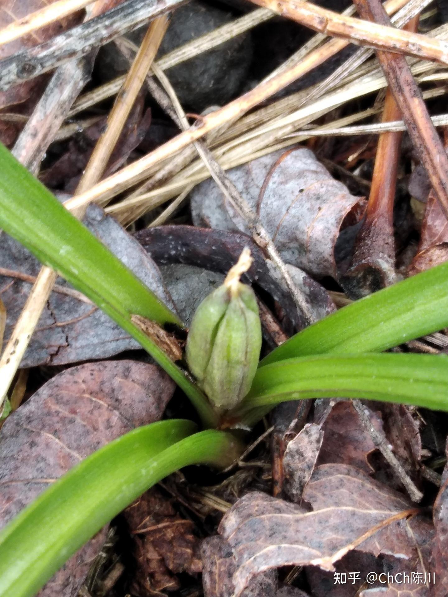 多肉植物全图鉴17：秋水仙科（Colchicaceae），秋水仙属（Colchicum） 原始种A-H - 知乎