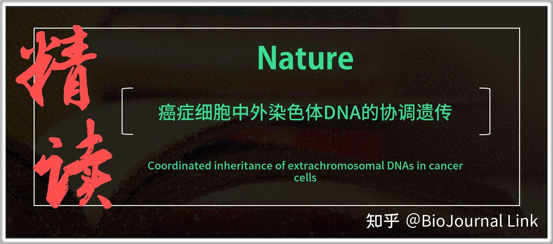 顶刊精读 | Nature | 癌症细胞中 ecDNA 的协调遗传 - 知乎