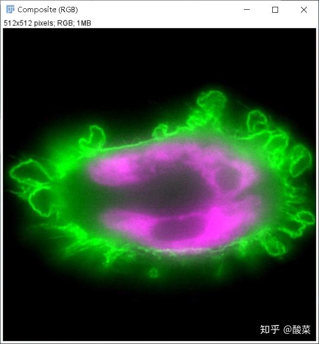 ImageJ高效图片分析技巧 - 知乎