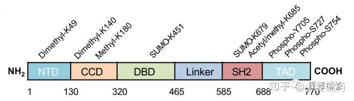 STAT3相关通路及其抑制剂、降解剂研究进展 - 知乎