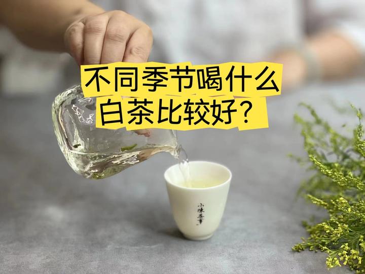 春、夏、秋、冬，不同季节喝什么白茶比较好？清单来了 知乎