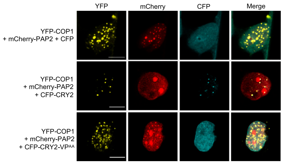 三个蛋白之间的关系如何研究？（一） - 知乎