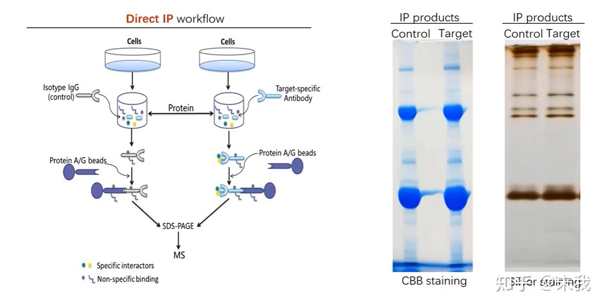 IP-MS(免疫沉淀-质谱分析) - 知乎