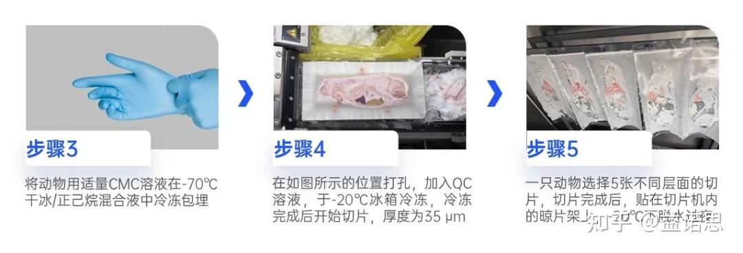 QWBA解决方案：助您快速得到可定量的精细的药物组织分布数据 - 知乎