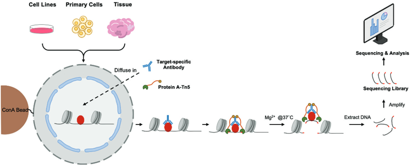 项目文章连连发！CUT&Tag助力转录因子和组蛋白修饰的基因组分布研究 - 知乎