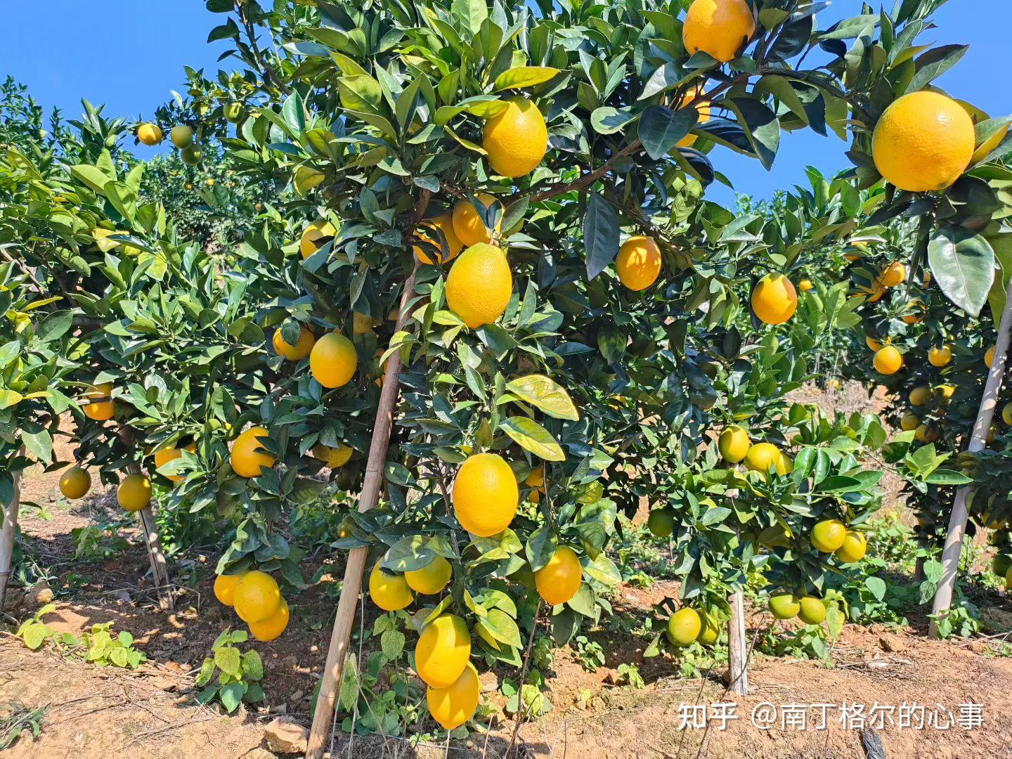 水果从农户到餐桌，需要经过多少环节！? - 知乎