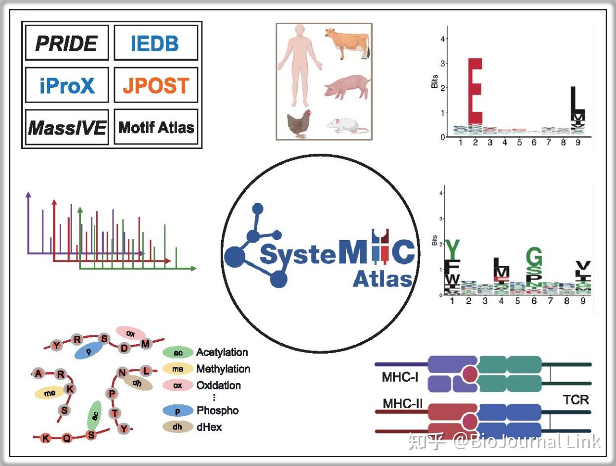 数据库介绍 | 系统 MHC 地图 v2.0，一个更新的资源，用于基于质谱的免疫肽组学 - 知乎