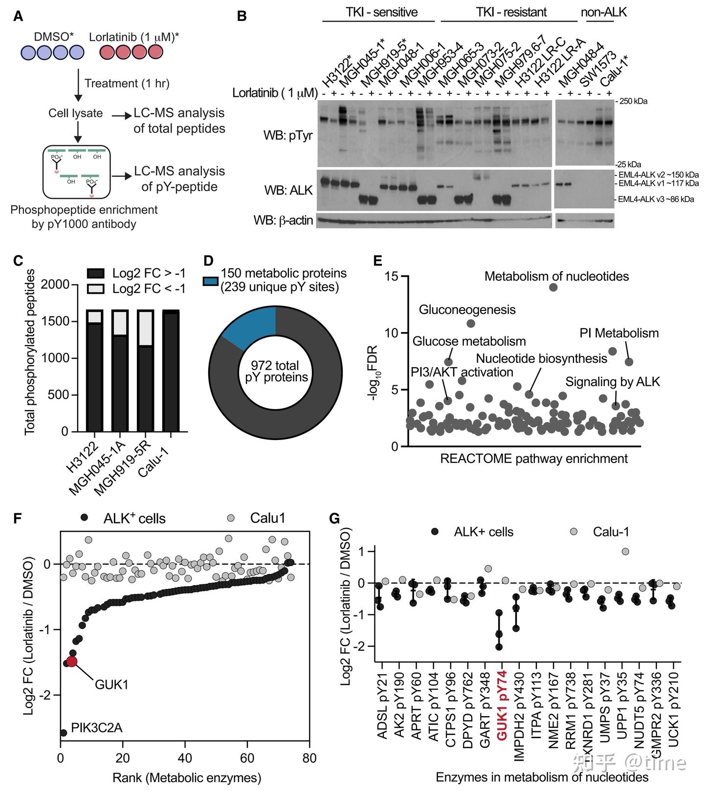 文献分享 | Cell：GUK1激活是肺癌的代谢倾向 - 知乎