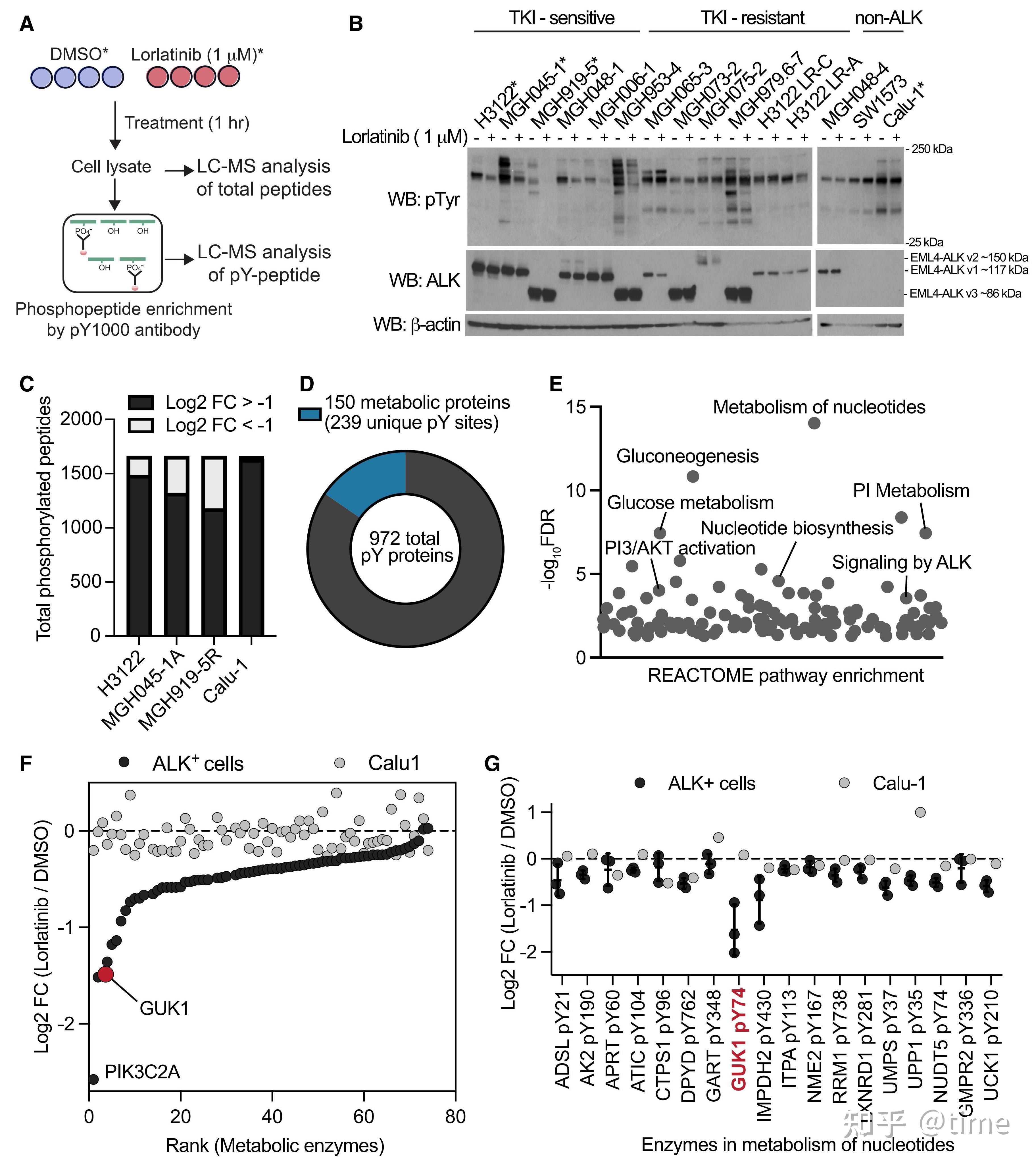 文献分享 | Cell：GUK1激活是肺癌的代谢倾向 - 知乎