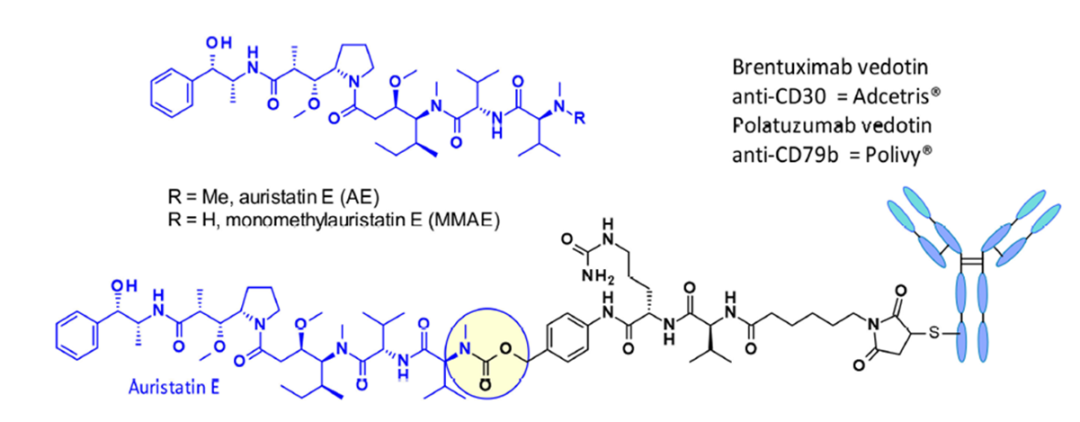 13-曜享干货 | 连接子（Linker）——mAb到ADC之路的关键 - 知乎
