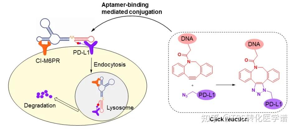 【JMC】免疫检查点PD-L1蛋白降解剂和调节剂研发现状 - 知乎