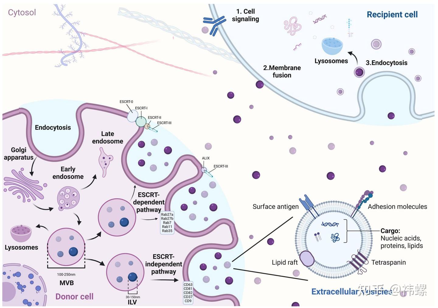 细胞外囊泡的生物发生过程及其功能 - 知乎