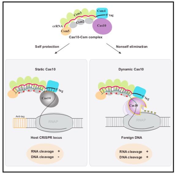 Molecular Cell: III型CRISPR系统中Cas10切割自我与非自我遗传物质的机制解析 - 知乎
