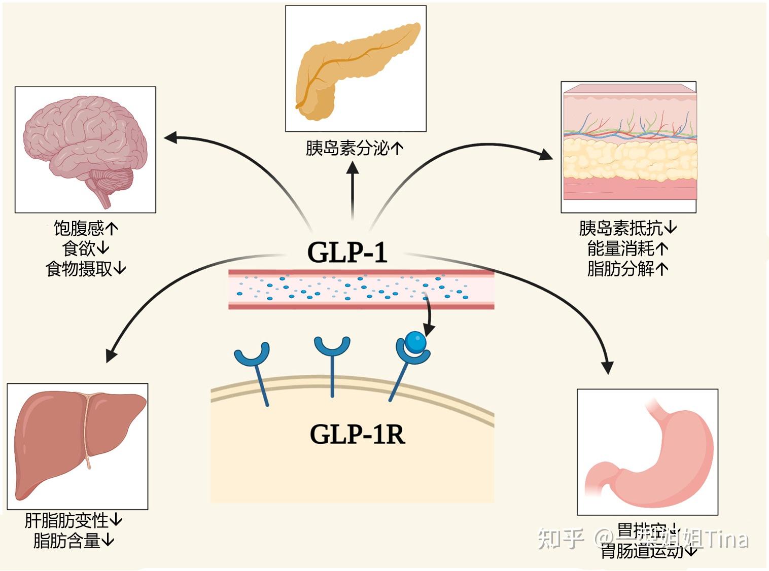 GLP-1的下一站——肌少症 - 知乎