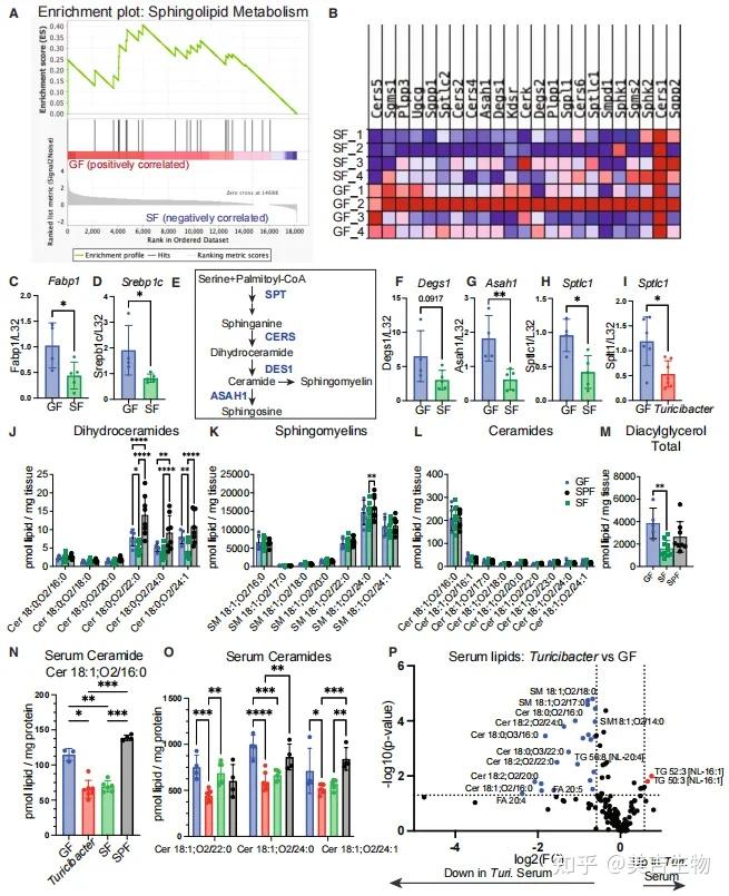 CELL METAB | “燃脂菌”Turicibacter：高脂饮食的隐形克星 - 知乎