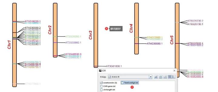 「TBtools」Gene Location 可视化「格式刷」 - 知乎