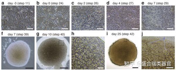 【Nature Protocol】系列：从hPSC中生成肾脏类器官方案（上） - 知乎