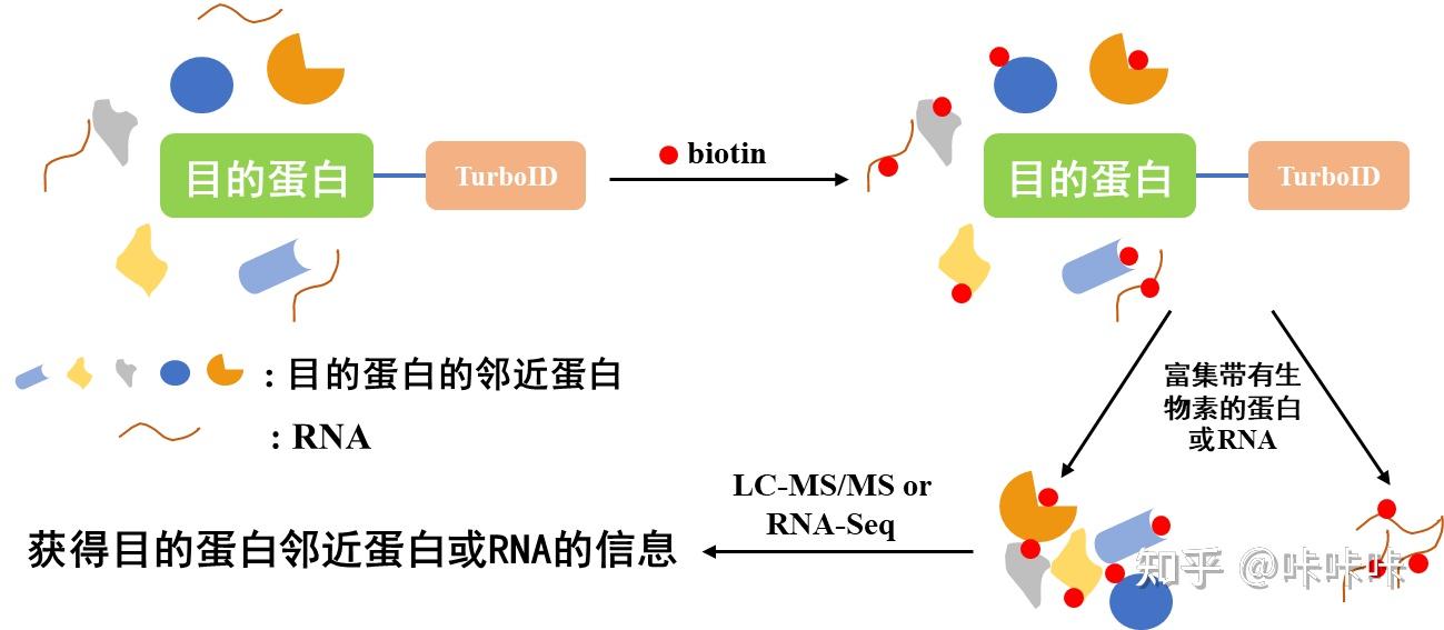 技术分享——邻近标记技术(proximity labeling, PL) - 知乎