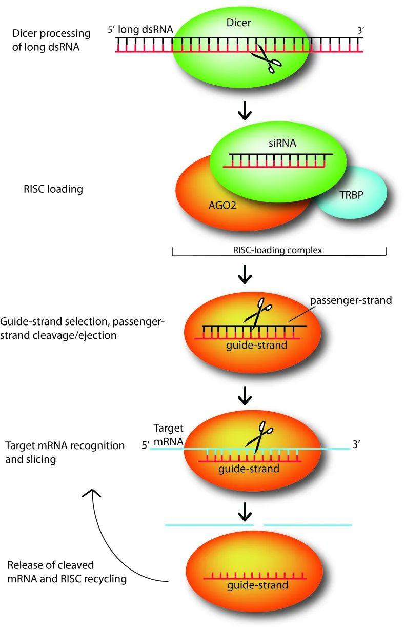 小小的亚磷酰胺，大大的RNAi药物世界 - 知乎