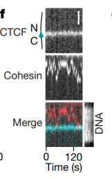 文献阅读随记：CTCF is a DNA-tension-dependent barrier to cohesin-mediated loop ...