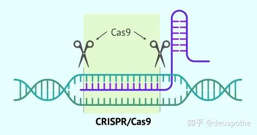 Casgevy（Exagamglogene Autotemcel）：首个基于CRISPR技术的基因治疗，为β-地中海贫血与镰状细胞病带来治愈希望 - 知乎
