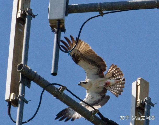 Cell Hawk是什么？ - 知乎