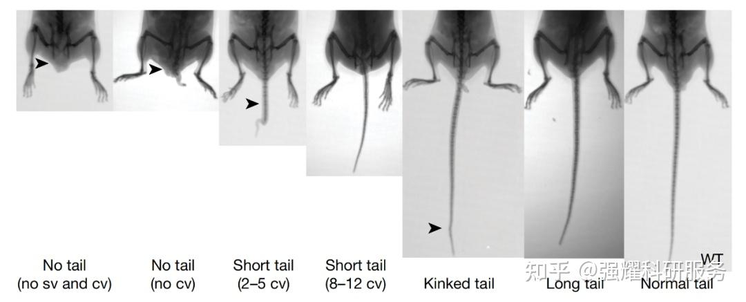 人类为何没有尾巴？夏波等人发表Nature封面论文，揭示这个跳跃基因抹去了人类的尾巴，并带来了额外风险 - 知乎