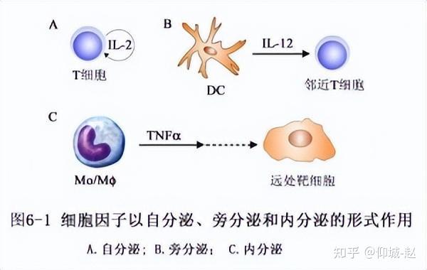 细胞因子 - 知乎