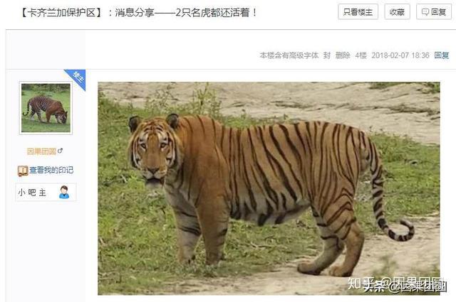 卡齐兰加系列5：传奇虎王KZT-085的故事！ - 知乎