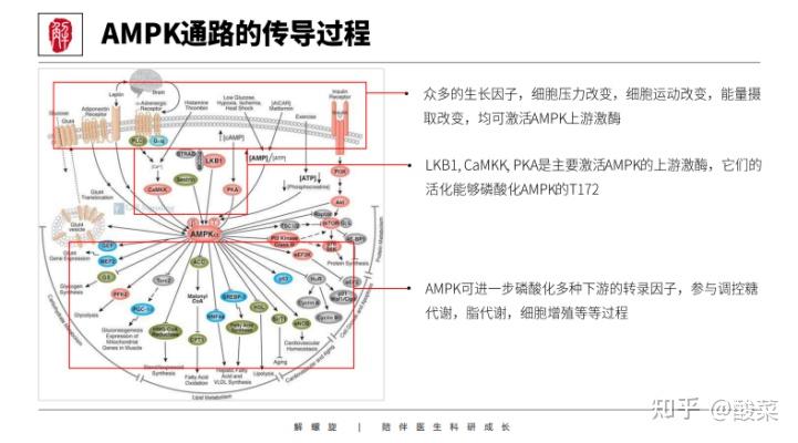 1条就是1篇SCI！带你研究12条信号通路，NF-κB、MAPK、AKT、PI3K…… - 知乎