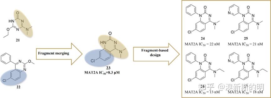 甲硫氨酸腺苷转移酶2A (MAT2A)作为抗癌靶点的结构、功能和抑制剂 - 知乎