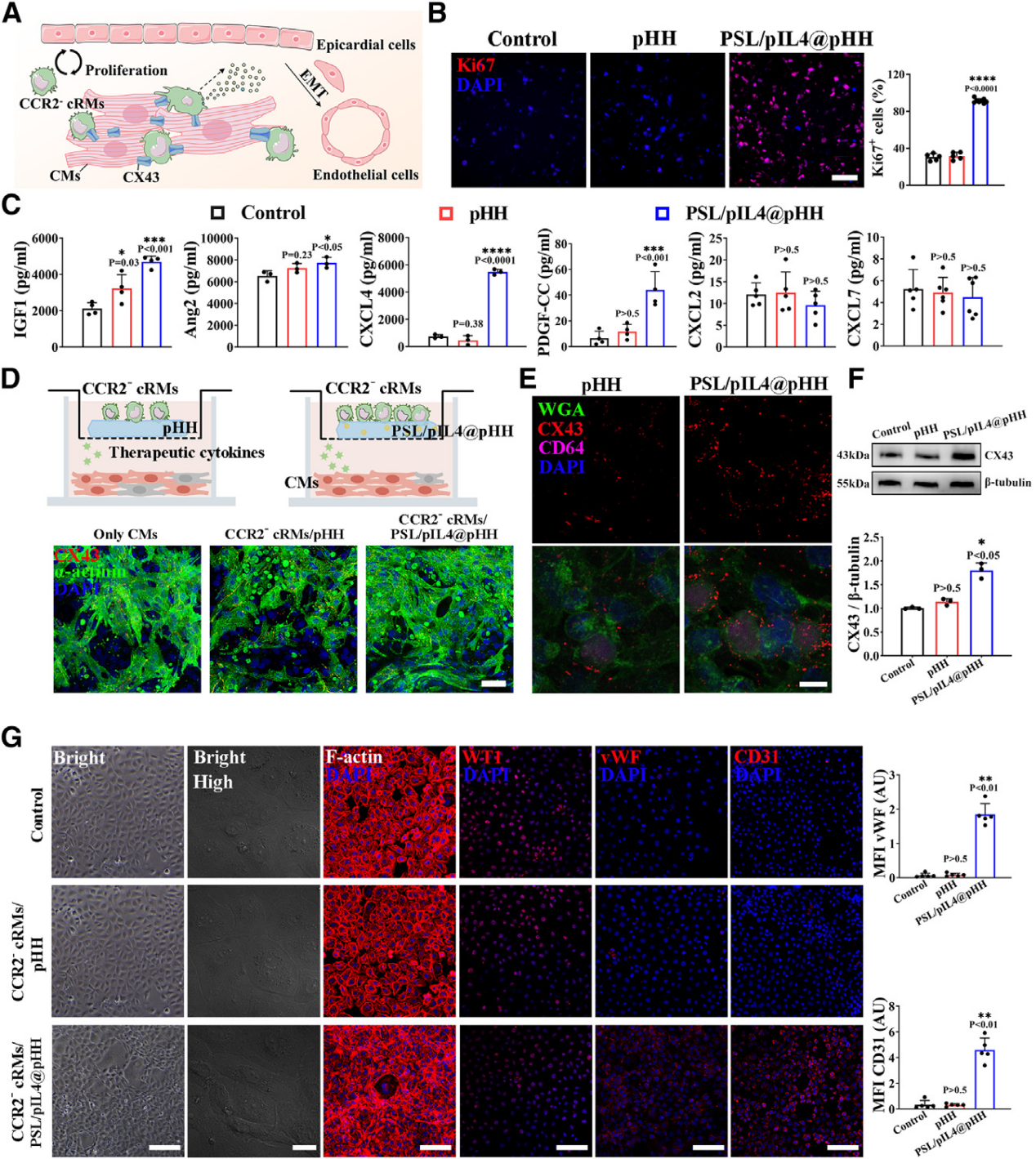 功能性心肌补片通过调节CCR2- 心脏常驻巨噬细胞生态位及其细胞间相互作用，促进心脏修复 - 知乎