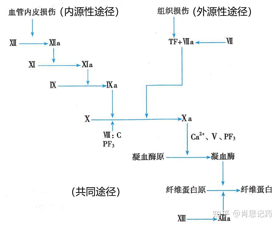 记住FDA上市生物药 | 治疗A型B型血友病 | Marstacimab马塔西单抗 | 抗TFPI - 知乎