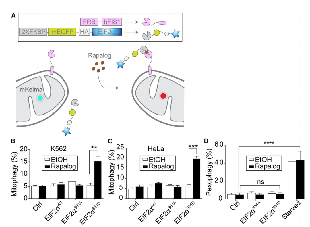 Mol Cel | 整合应激反应的HRI分支选择性驱动线粒体自噬 - 知乎