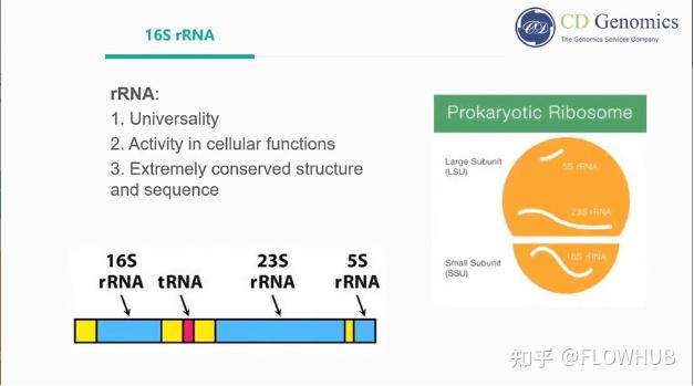 16s rRNA 分析 - 知乎