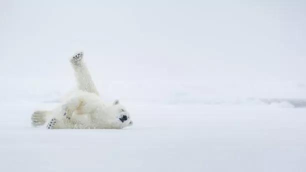 arctic
