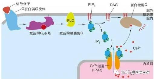 细胞生物学高频考点（八）之G蛋白偶联受体及信号转导内容及思维导图 - 知乎