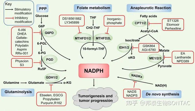 NADPH究竟在癌细胞中扮演了什么角色？功能、机制又如何？ - 知乎