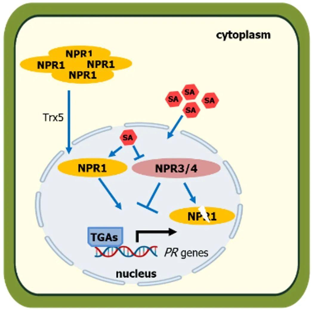 The EMBO Journal秀芳团队揭示高空气湿度抑制植物免疫和促进病害的新机制 - 知乎