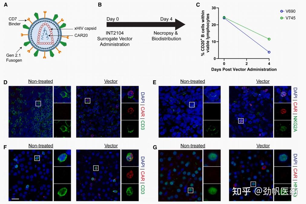 Interius公司最新数据揭示：慢病毒载体平台能助力CAR-T/NK细胞靶向递送，提高治疗可及性 - 知乎