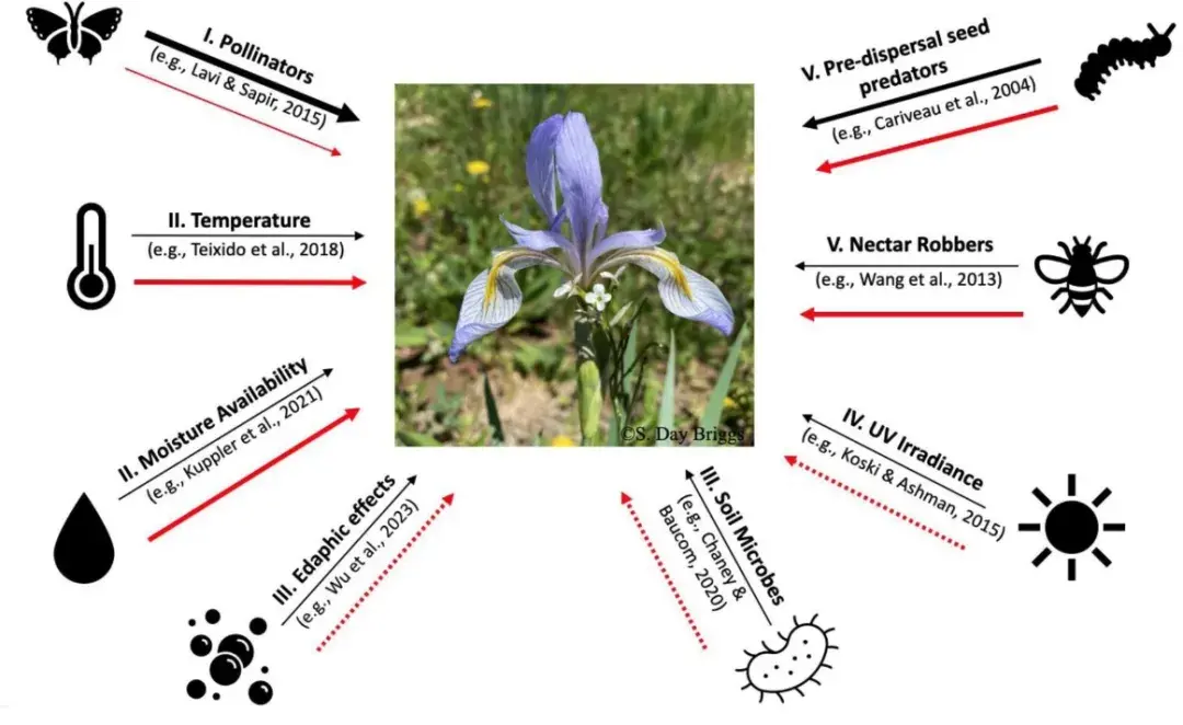 Ann Bot | 全球变化对花性状表达和进化的影响 - 知乎